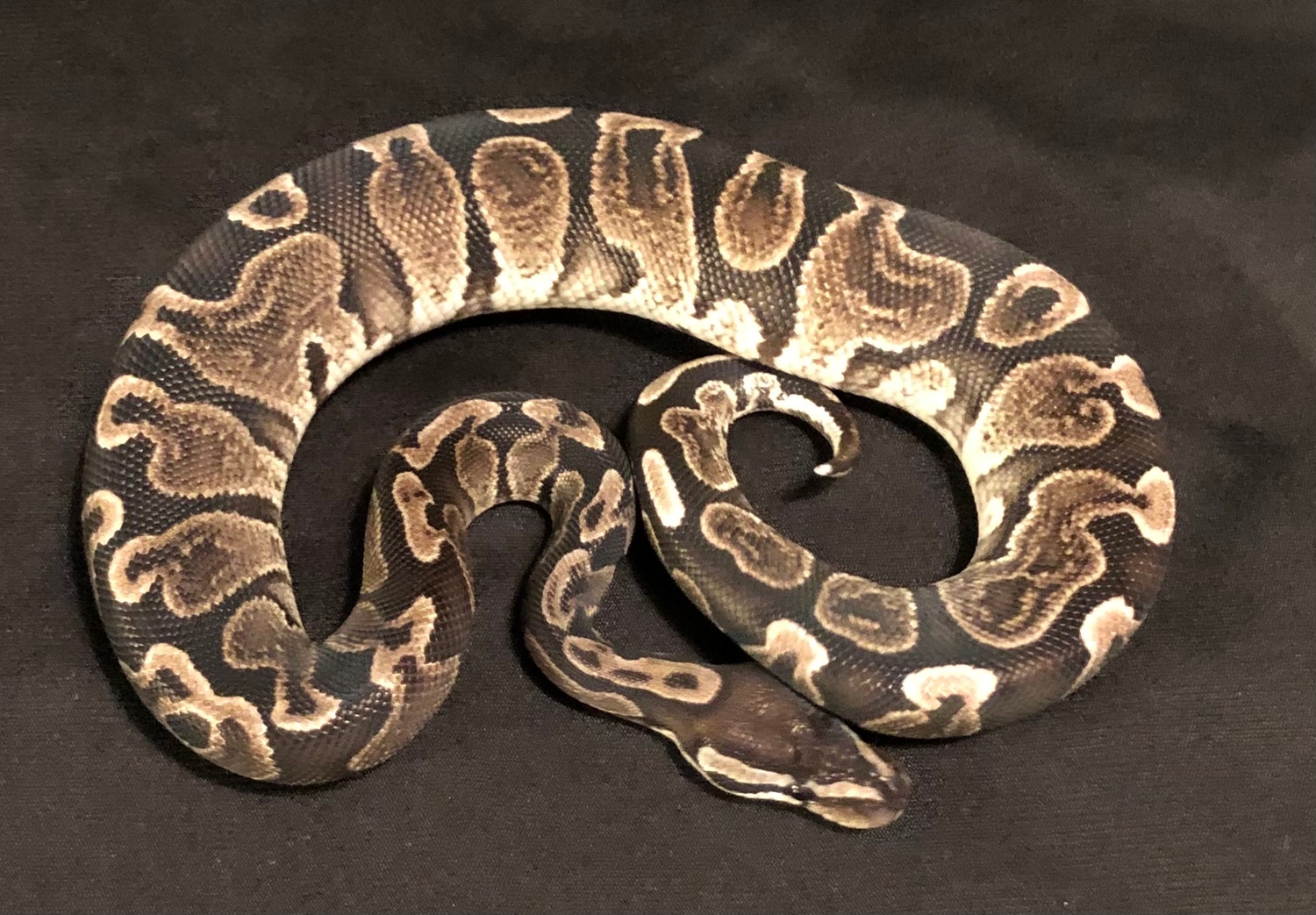 Male GHI VPI Axanthic Het Albino Ball Python by Rodney Atkinson Ball ...
