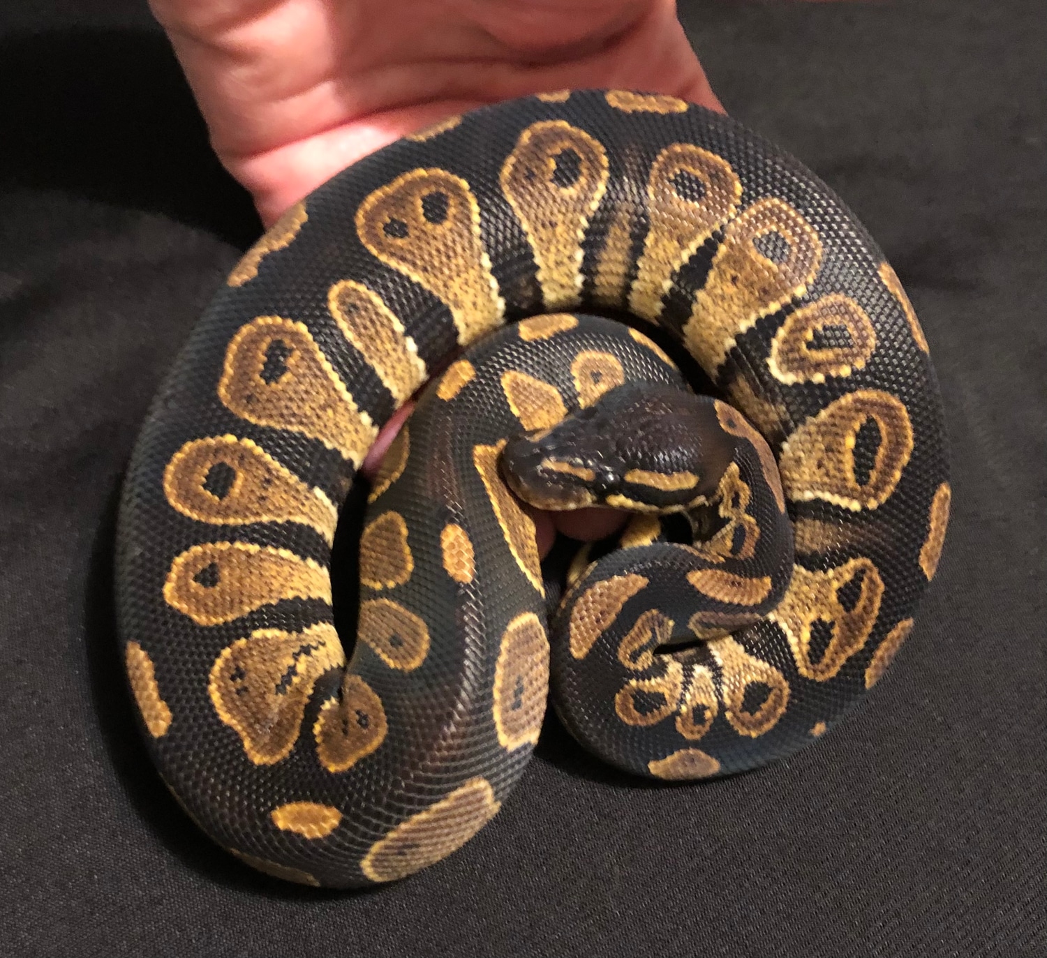 Male Black Head Ball Python by Rodney Atkinson Ball Pythons - MorphMarket