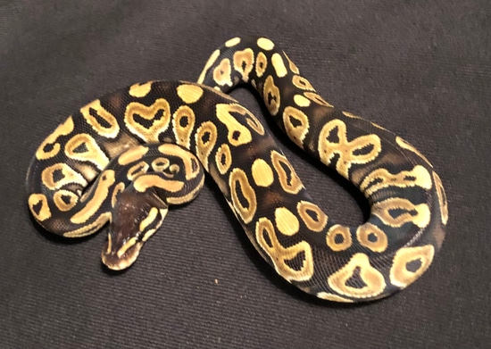Female Mystic Ball Python by Rodney Atkinson Ball Pythons