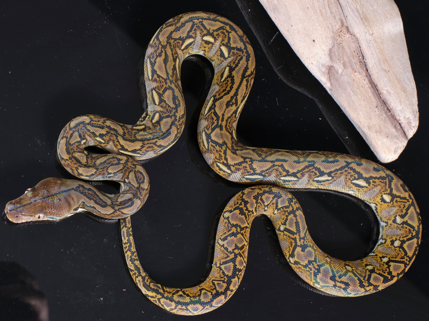 Ternate Island Reticulated Python by Rnb Reptiles - MorphMarket