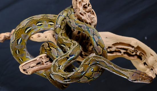Philippine Female Reticulated Python by Rnb Reptiles