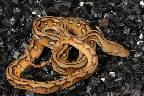 Suntiger With Nido And Down Syndrome Reticulated Python by Rnb Reptiles