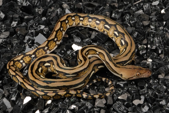 Mindanao Bali Tiger Het Indo Caramel Reticulated Python by Rnb Reptiles