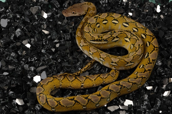Platinum 75% Ternate Reticulated Python by Rnb Reptiles