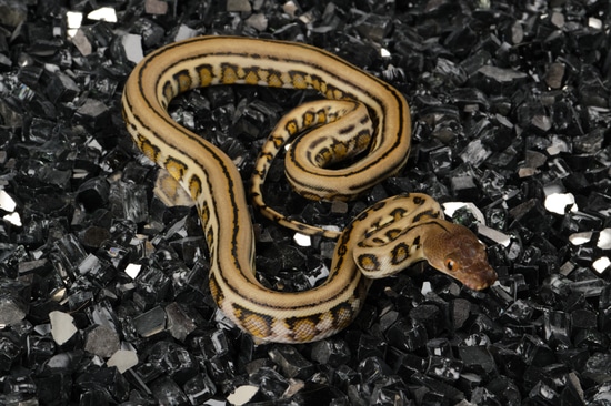 Jaguar 75% Ternate Reticulated Python by Rnb Reptiles