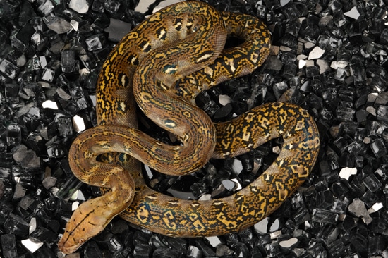 Super Dwarf Granite Back ( Het Anthrax ) Reticulated Python by Rnb Reptiles