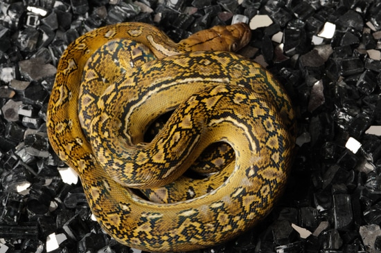 Marble Ternate Jampea Kalatoa Reticulated Python by Rnb Reptiles