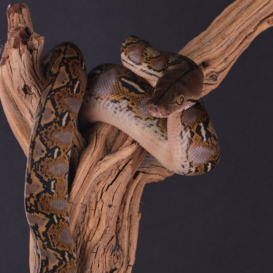 75% Ternate Reticulated Python by Rnb Reptiles