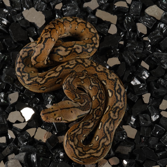 Philuku Tribal Ternate/philippine Cross Male 2 Reticulated Python by ...