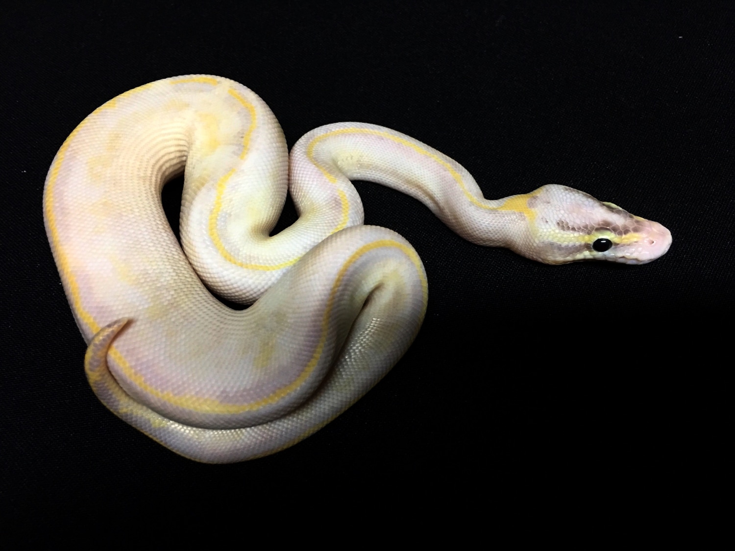 Pastel Ivory Ball Python by RMsNightstalkers - MorphMarket