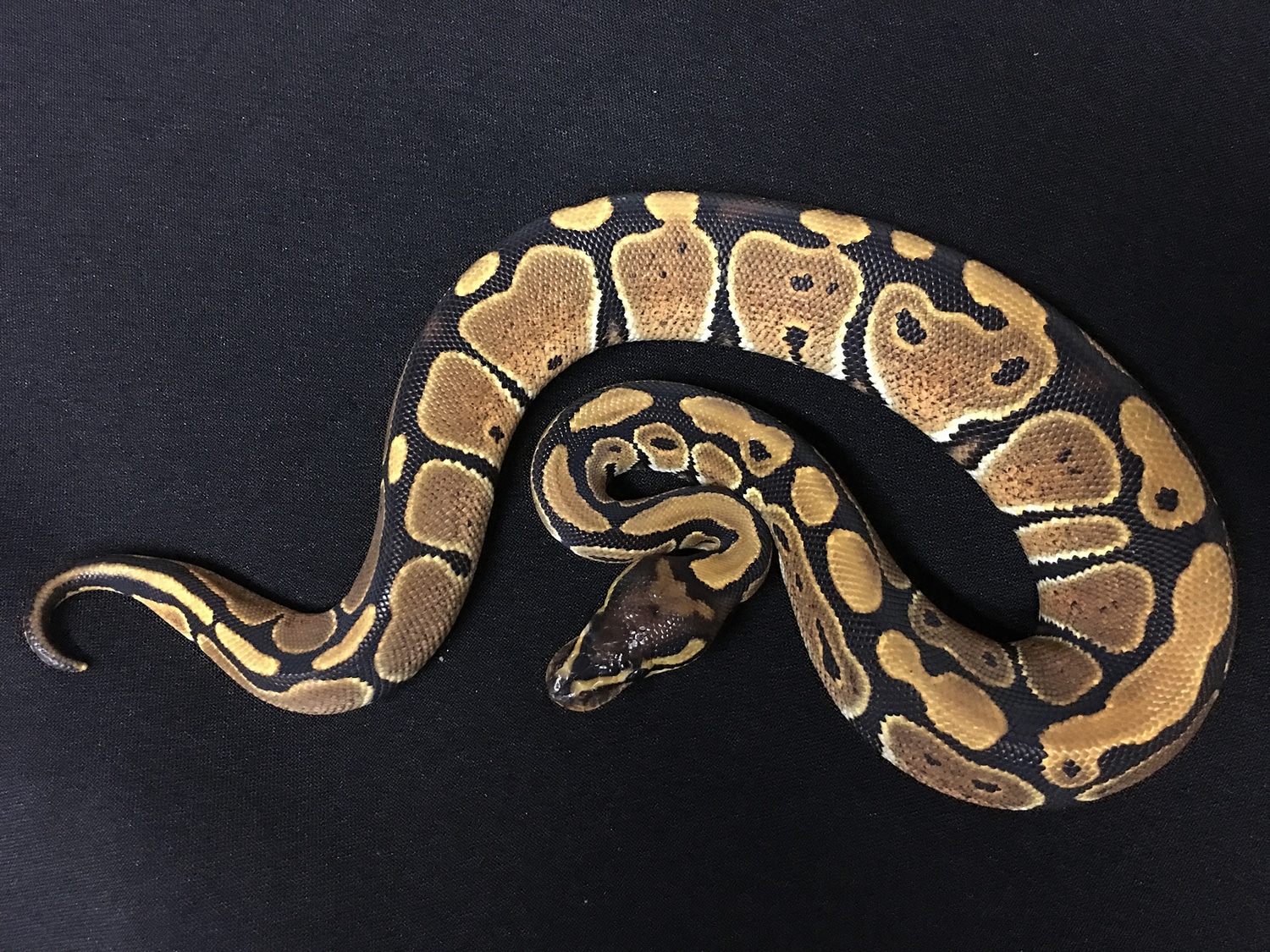 Gravel Ball Python by RMsNightstalkers - MorphMarket