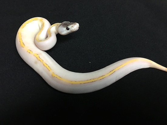 Pastel Champagne Mojave YB Het Ghost Ball Python by RMsNightstalkers