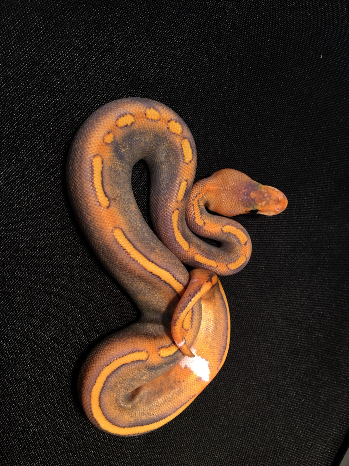 Ghi Champagne Yb Ghost Fem Ball Python by RMsNightstalkers - MorphMarket