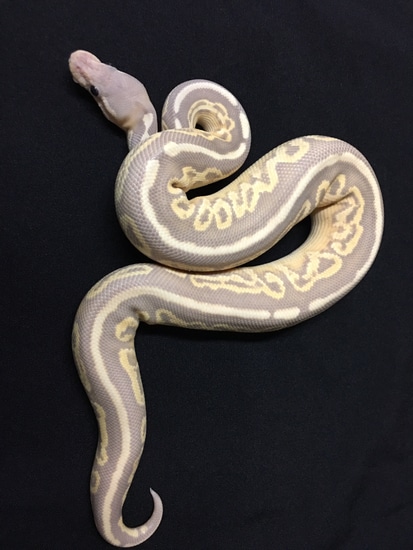 Banana Black Pewter Mojave Ghost Ball Python by RMsNightstalkers