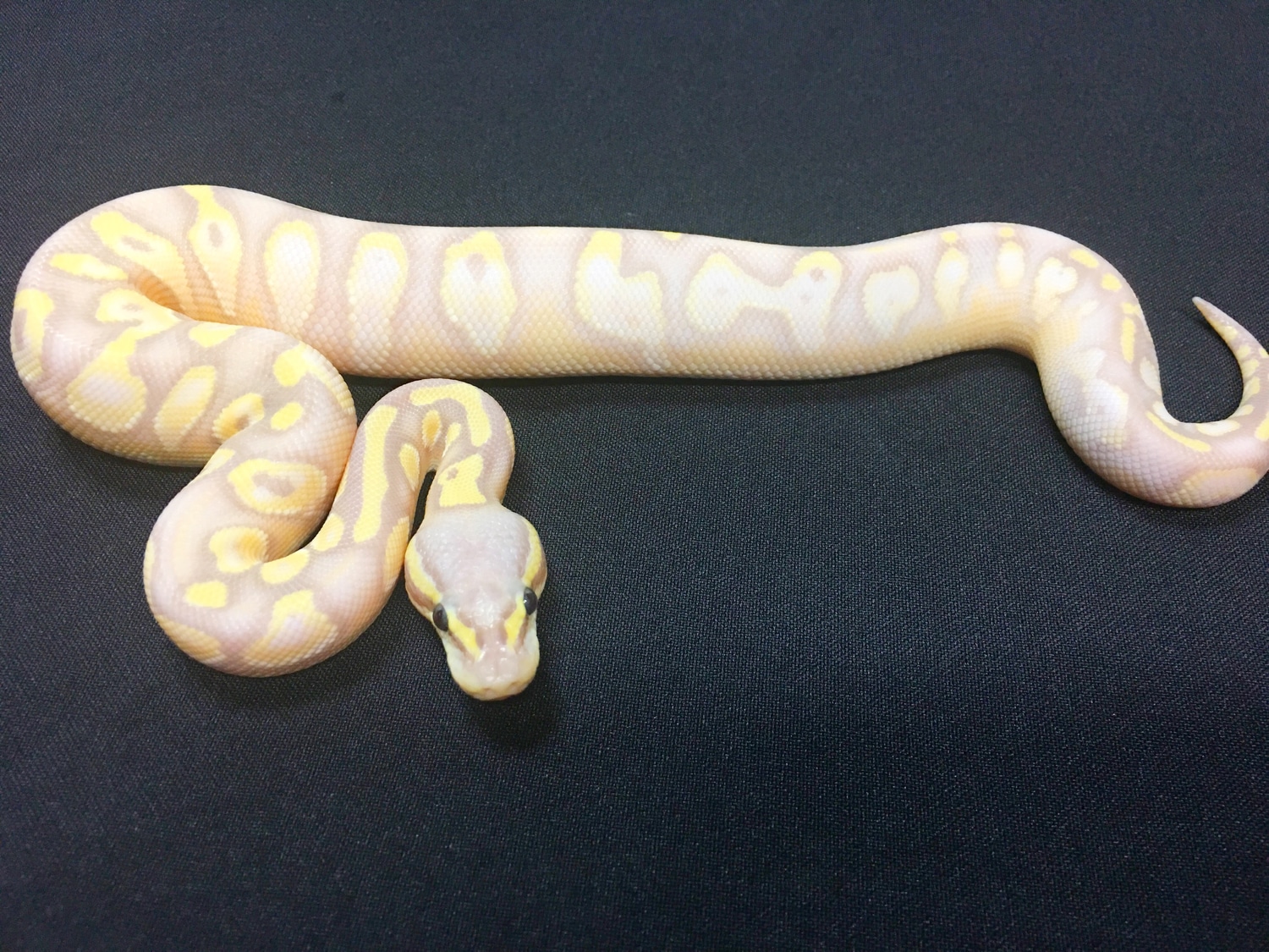 Banana Calico Enchi Ghi Super Pastel Ball Python by RMsNightstalkers ...