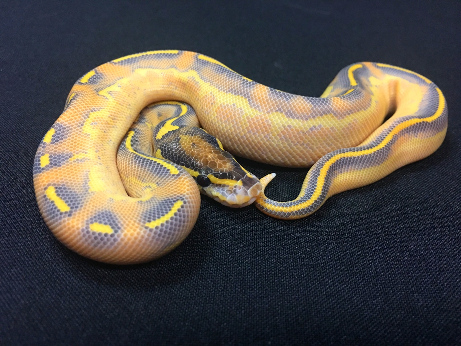 OD Enchi Highway Ball Python by RMsNightstalkers - MorphMarket