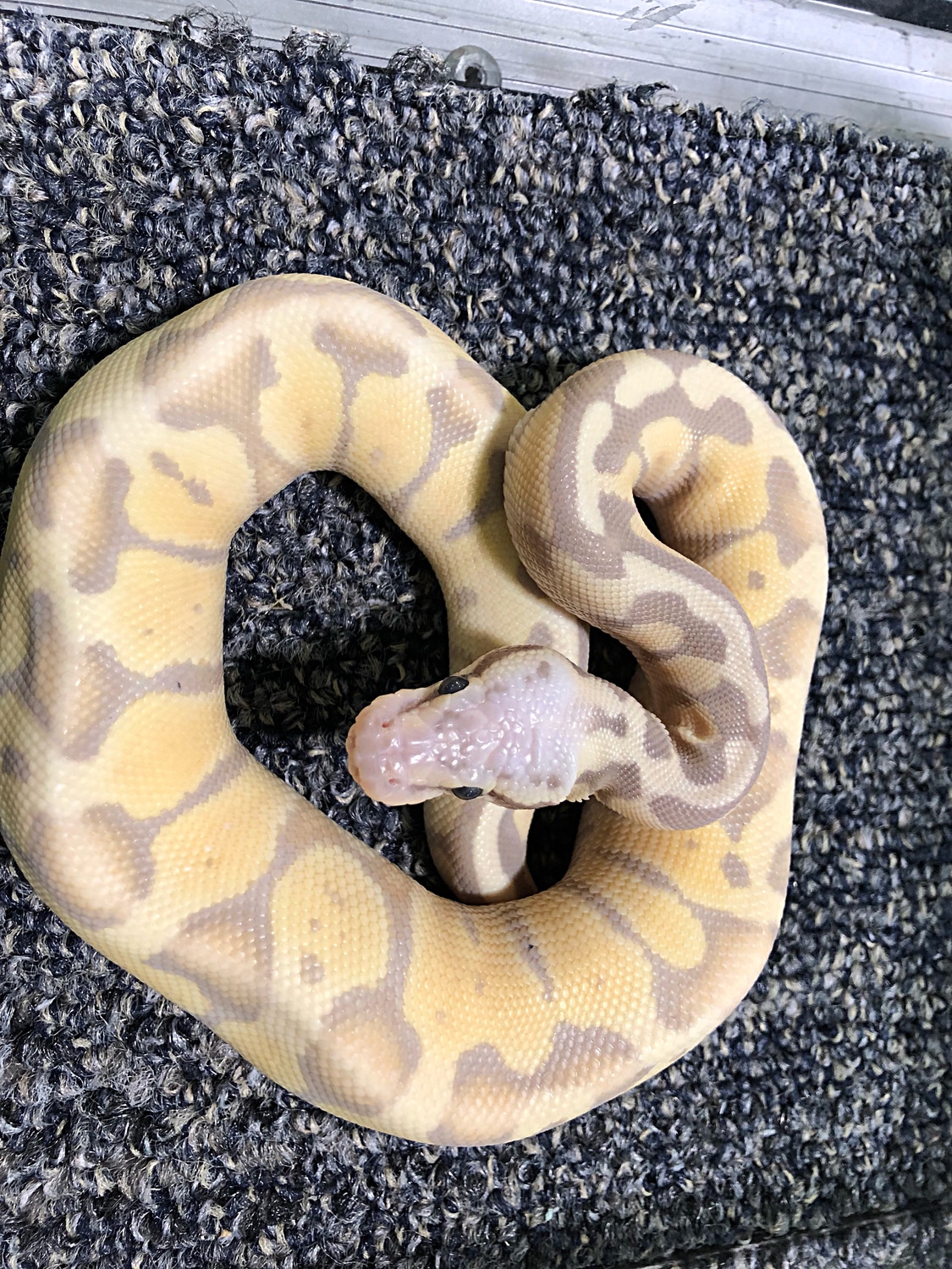 Super Pastel Enchi Banana Ball Python by RMsNightstalkers - MorphMarket