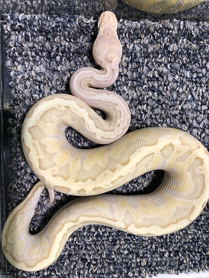 Ghi Banana Enchi Kingpin Ball Python by RMsNightstalkers
