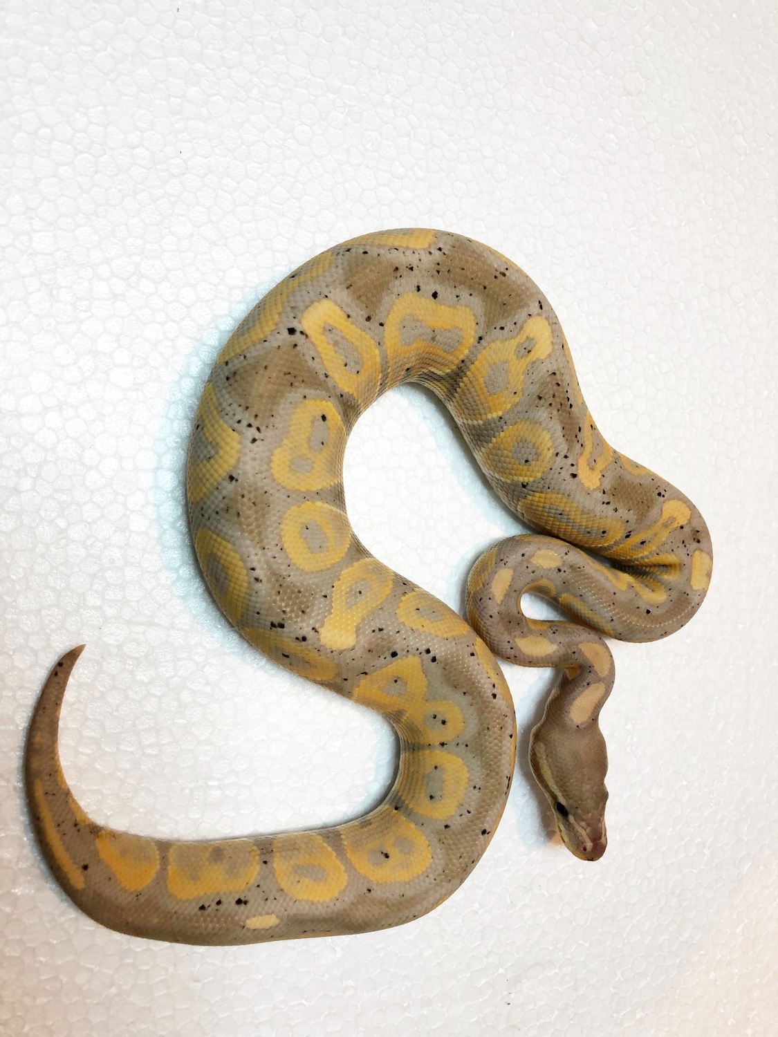 Banana Enchi Black Pastel Ball Python by RMsNightstalkers - MorphMarket