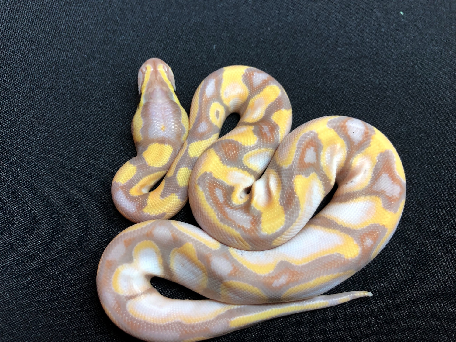 Banana Calico Enchi Pastel Ball Python by RMsNightstalkers - MorphMarket