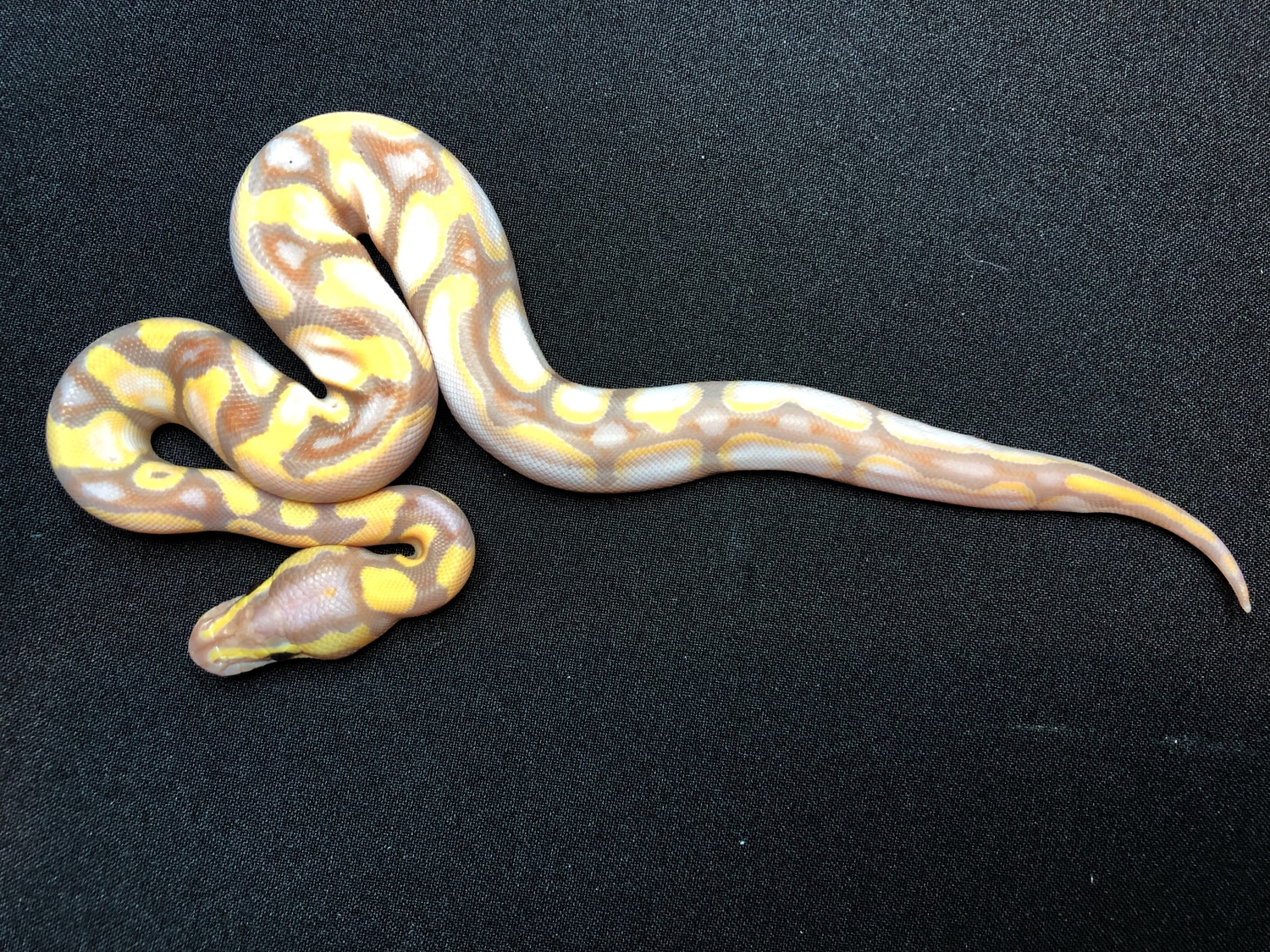 Banana Calico Enchi Pastel Ball Python by RMsNightstalkers - MorphMarket