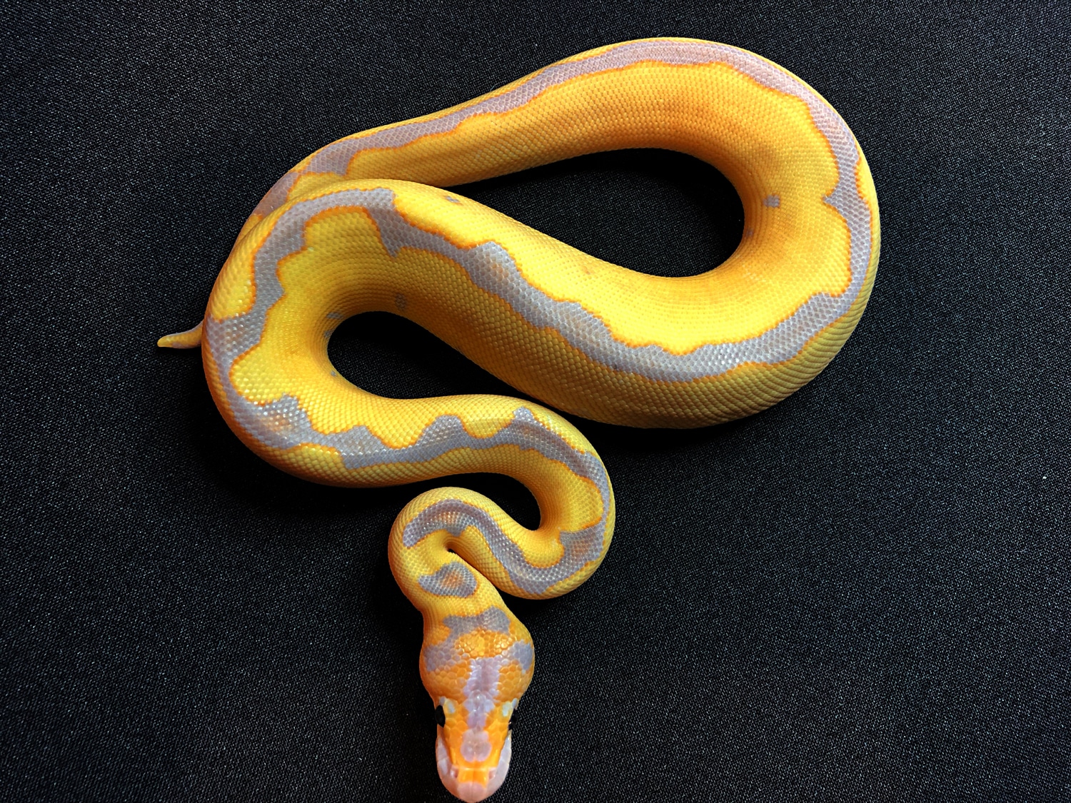 Banana Clown Ball Python by RMsNightstalkers - MorphMarket