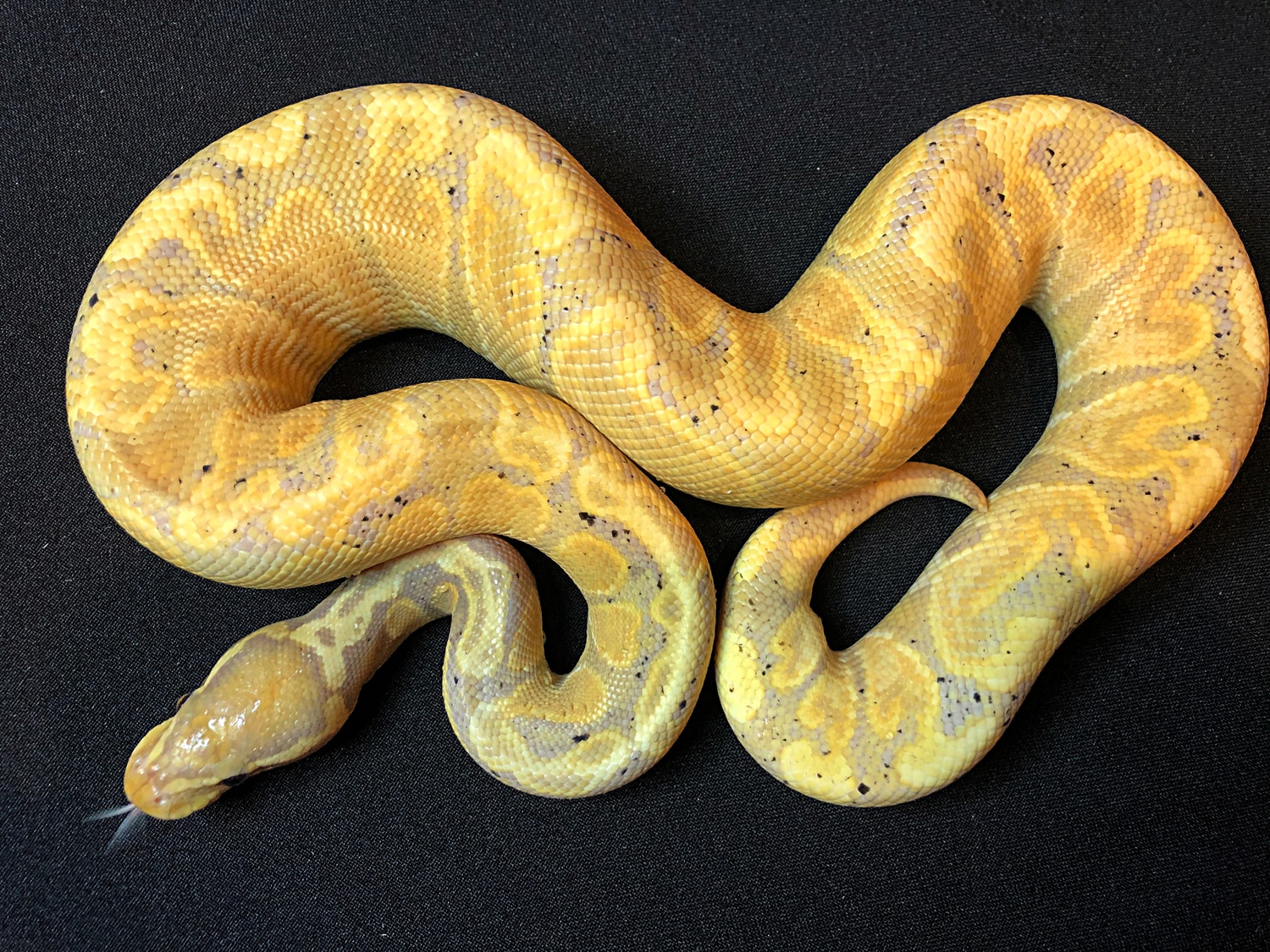 Enchi Ghi Banana Ball Python by RMsNightstalkers - MorphMarket