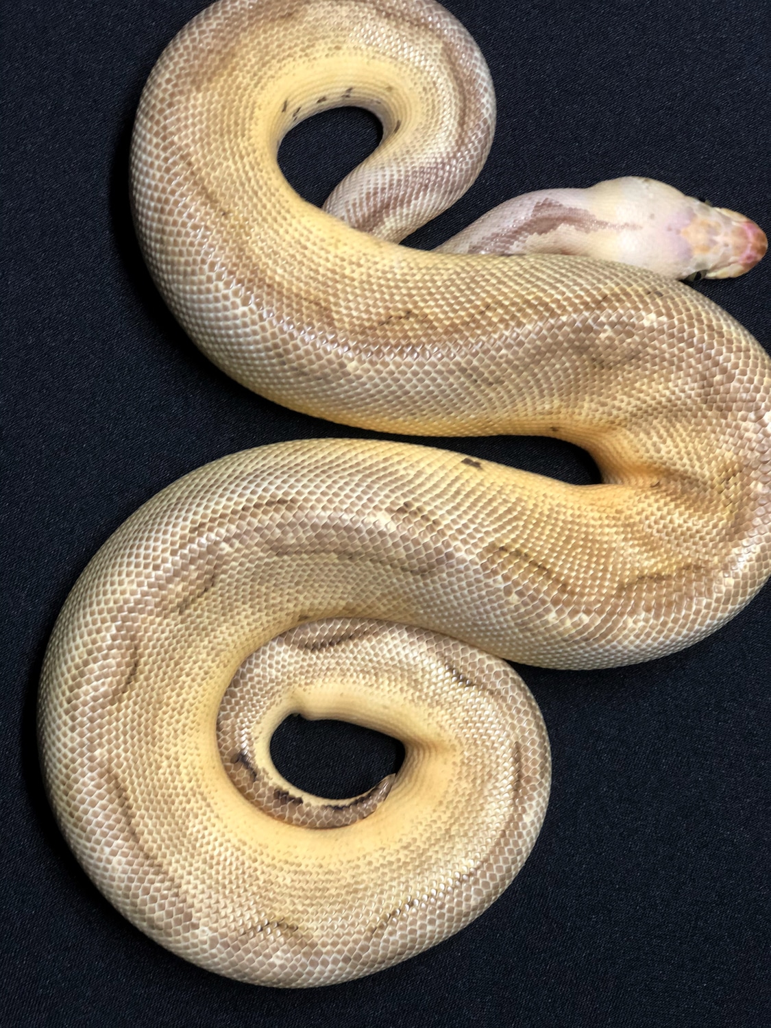 Clown Leopard Pastel Blade Ball Python by RMsNightstalkers - MorphMarket