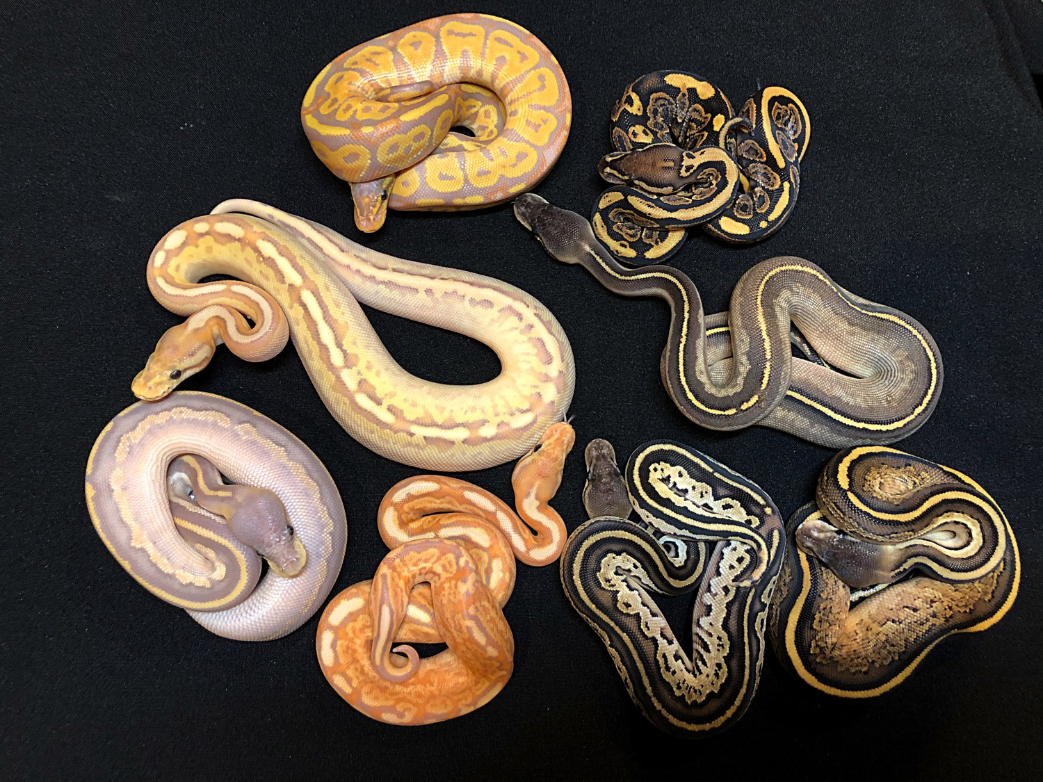 Bongo Black Pastel Ball Python by RMsNightstalkers - MorphMarket