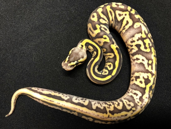 Super Pastel Leopard Specter Fire Ball Python by RMsNightstalkers