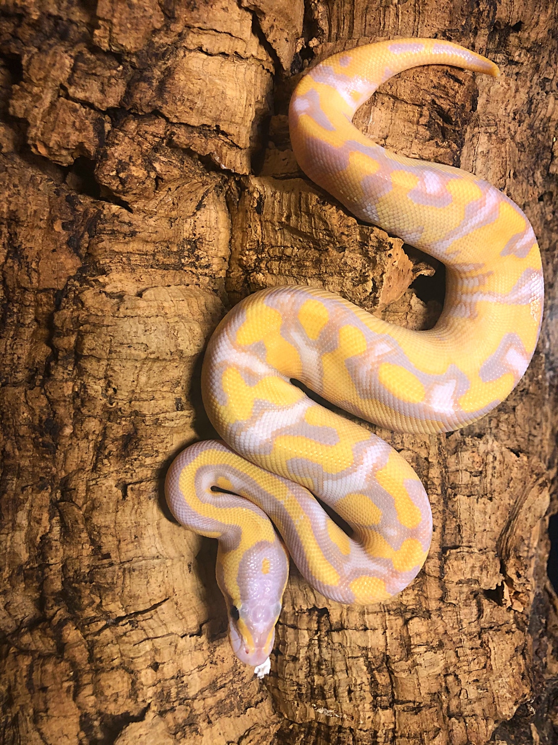 Banana Enchi Vanilla Yb Pos Het Clown Ball Python by RMsNightstalkers ...