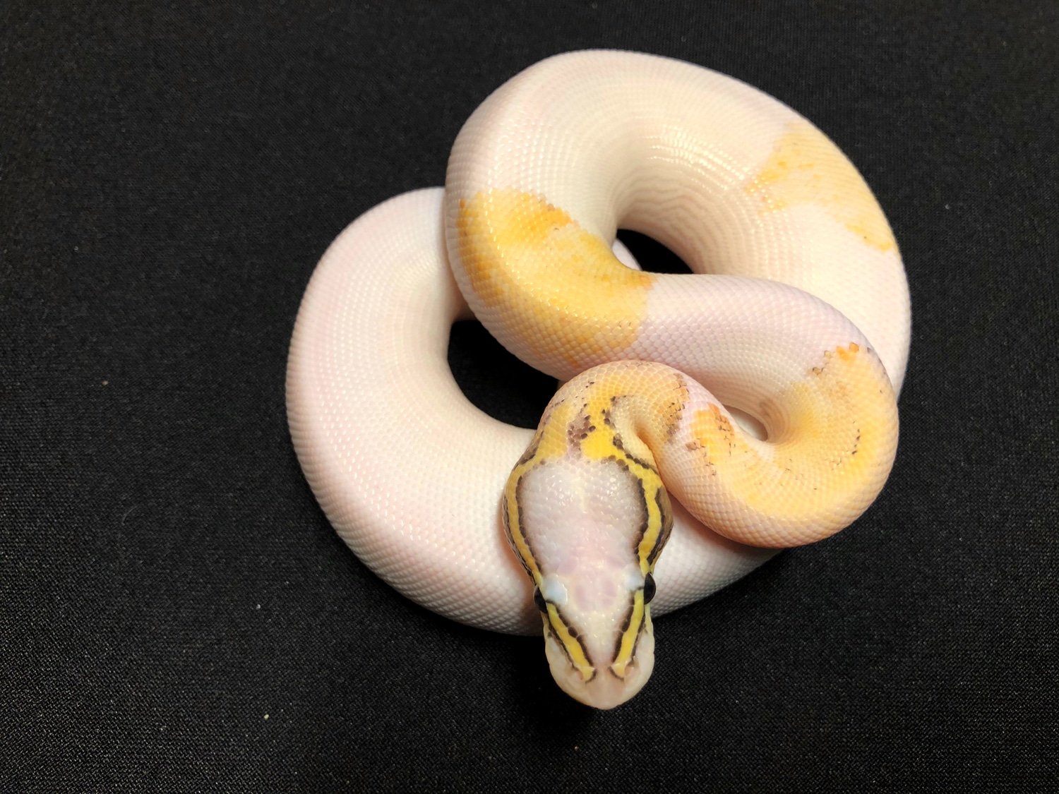 Ghi Enchi Pastel Vanilla Ivory Pos Hurricane Ball Python by ...