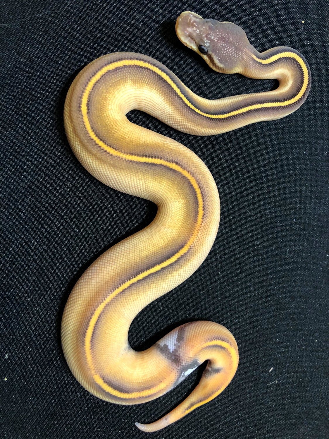 Bongo Black Pastel OD Ball Python by RMsNightstalkers - MorphMarket
