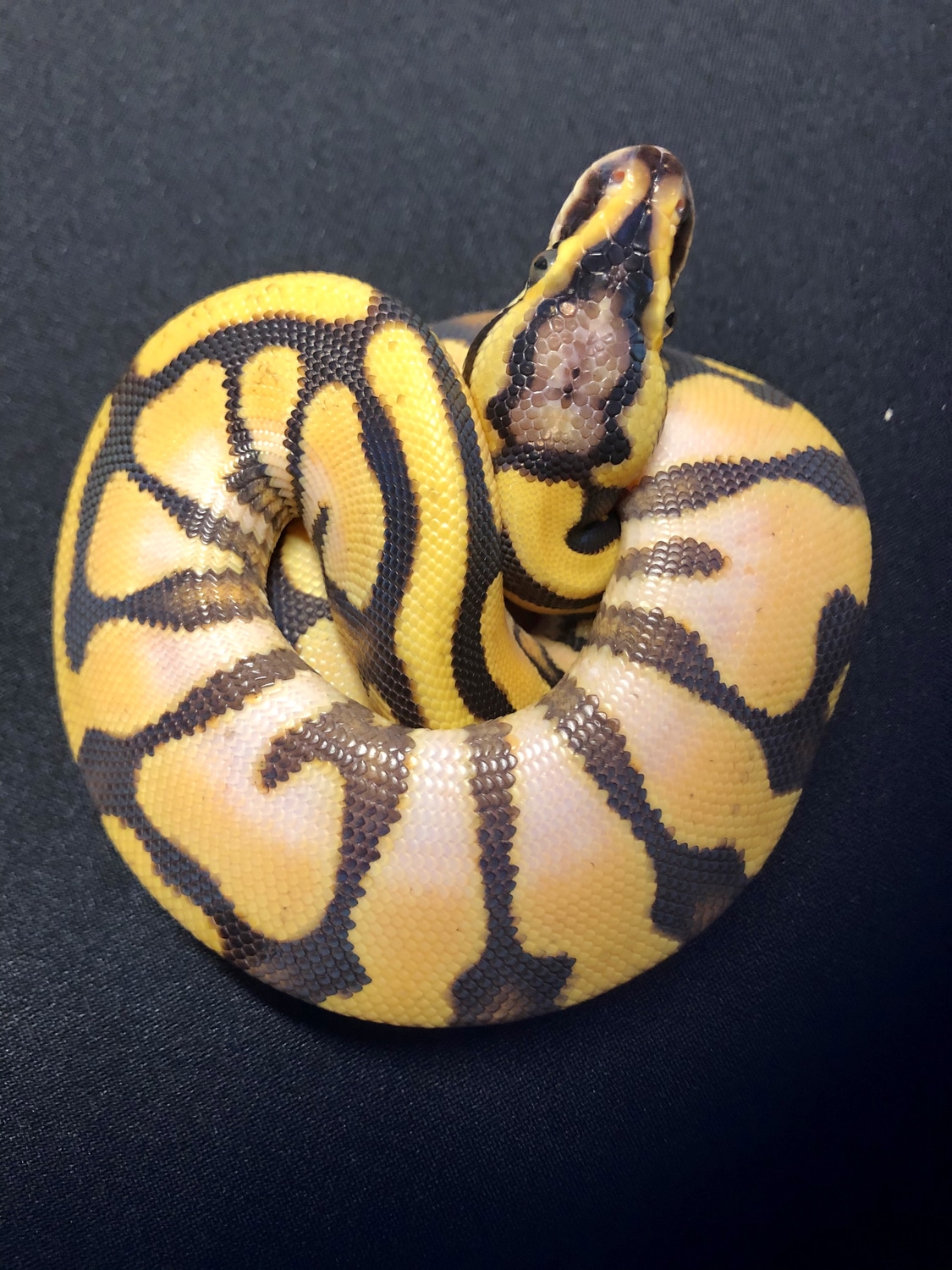 Enchi Pastel Vanilla Ball Python by RMsNightstalkers - MorphMarket