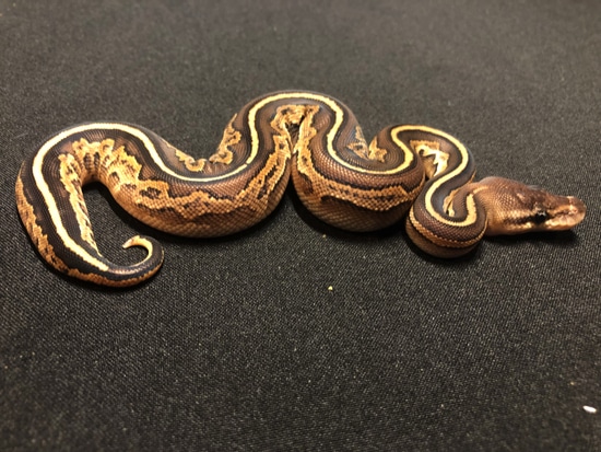Bongo Cinnamon Ball Python by RMsNightstalkers
