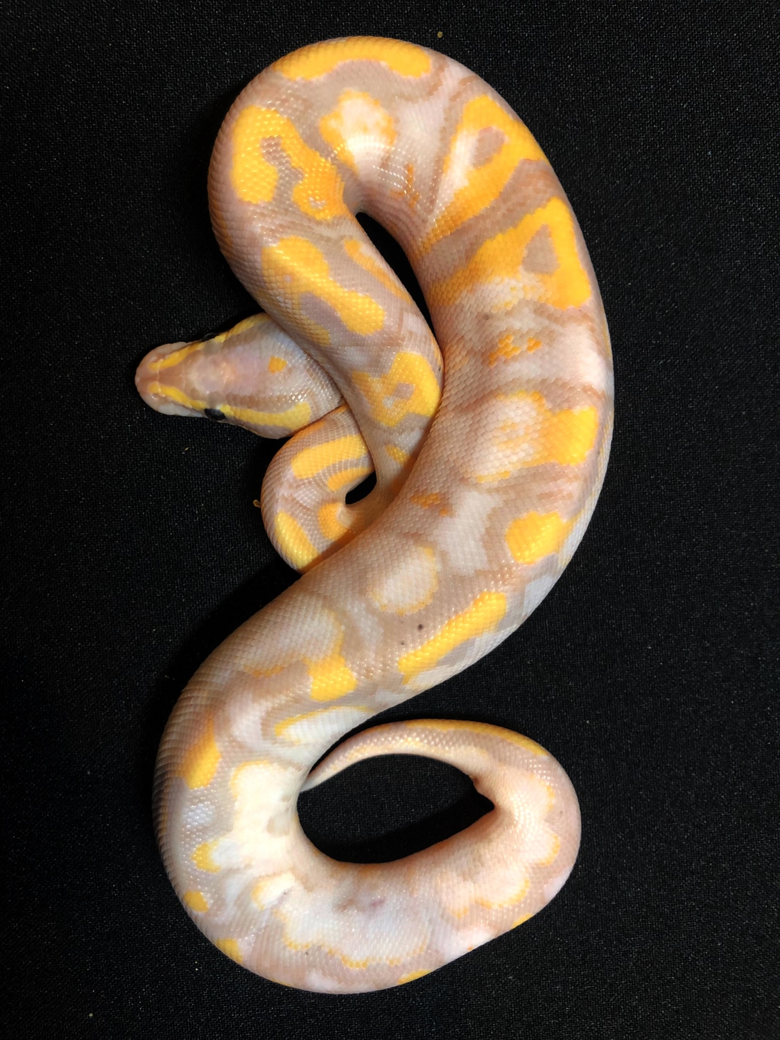 Banana Enchi Calico Pastel Vanilla Yb Ball Python by RMsNightstalkers ...