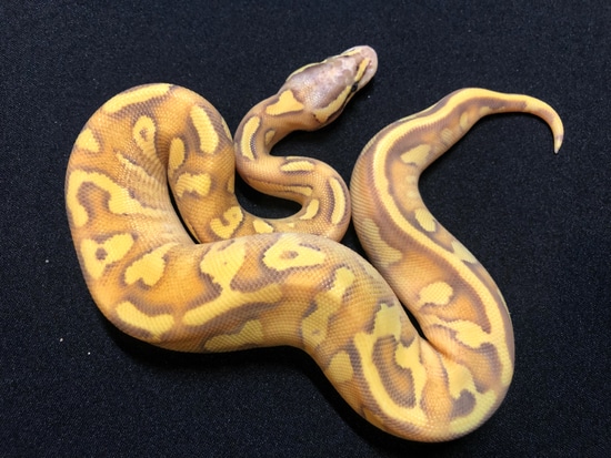 Butter Calico Enchi Fire Vanilla Virus Ball Python by RMsNightstalkers