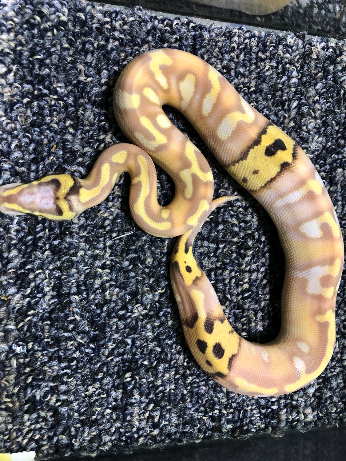 Banana Enchi Calico Pastel Vanilla Yb Ball Python by RMsNightstalkers ...