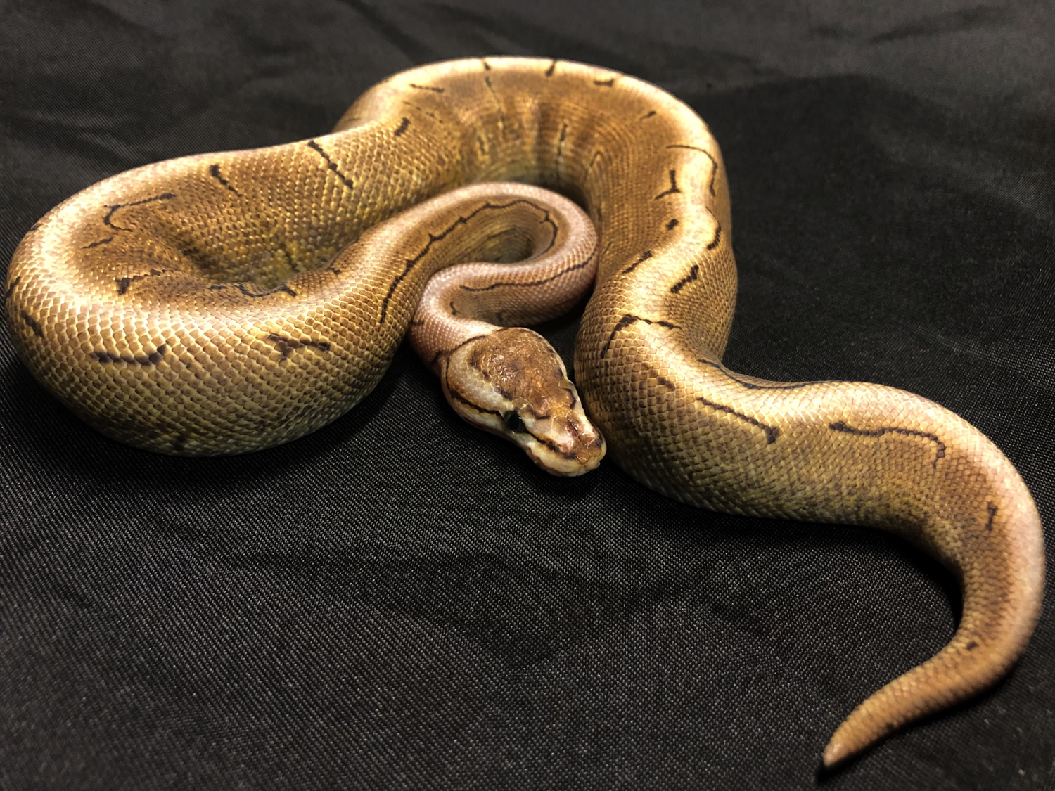 Ghi Spinner Ball Python by RMsNightstalkers - MorphMarket