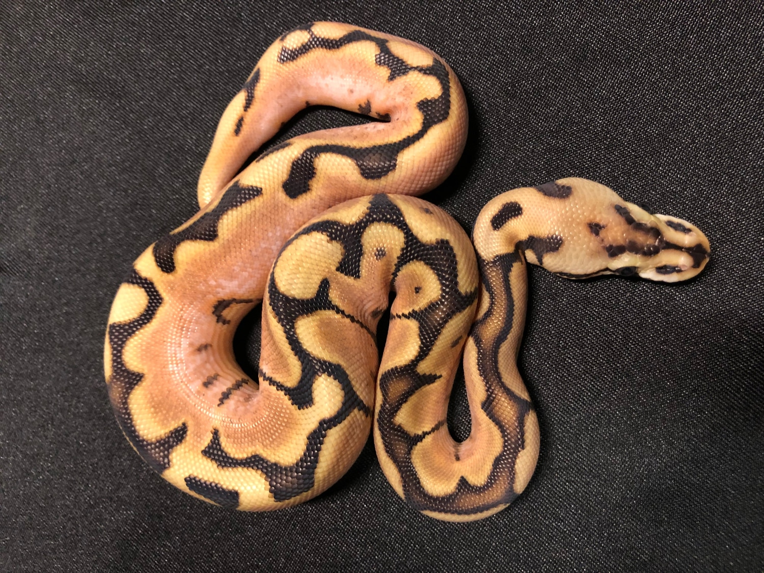 Bongo Black Pastel Spider Orange Dream Het Ghost Ball Python by ...