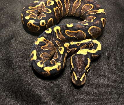 RMsNightstalkers - MorphMarket