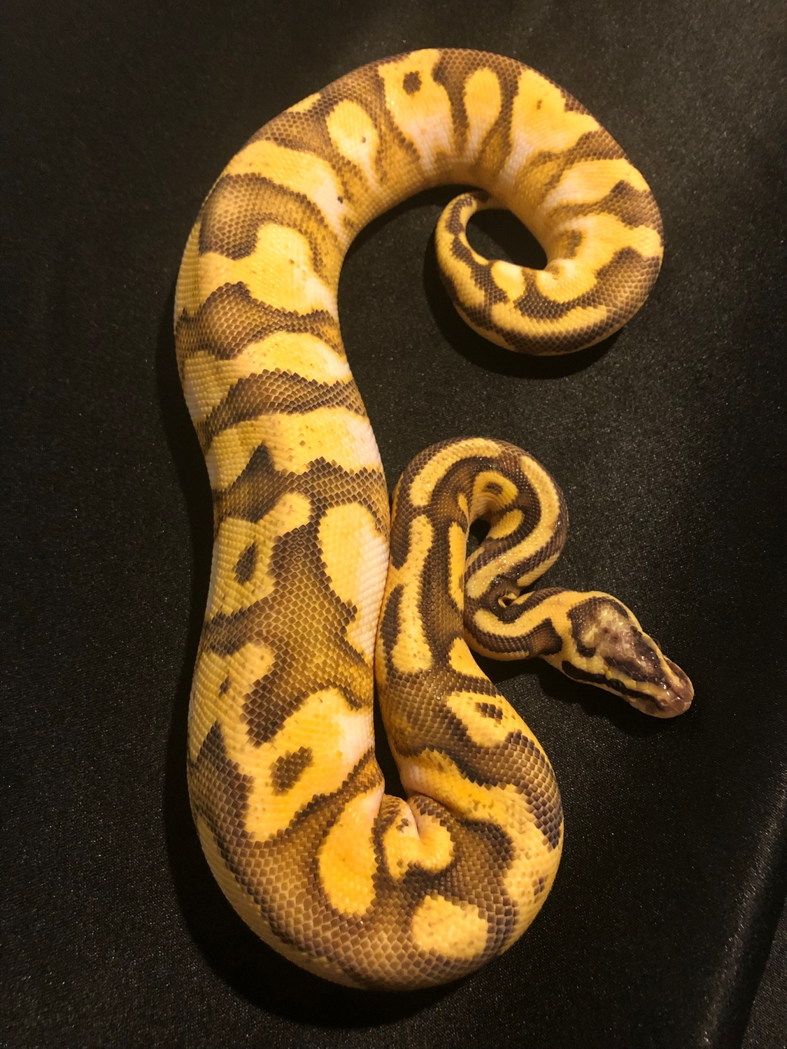 Calico Enchi Pastel Yb Vanilla Ball Python by RMsNightstalkers ...