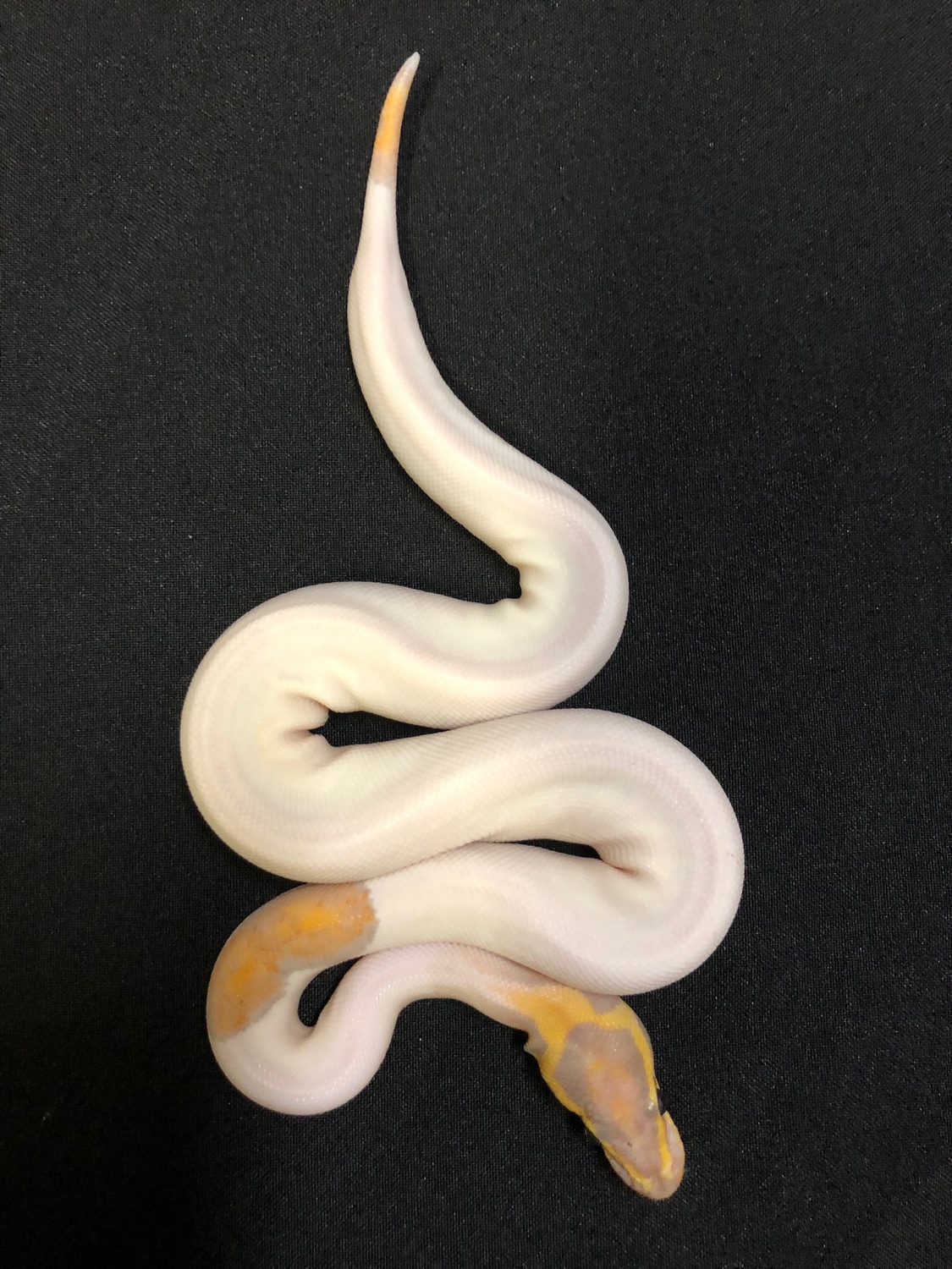 Pied Banana Orange Dream Ball Python by RMsNightstalkers - MorphMarket