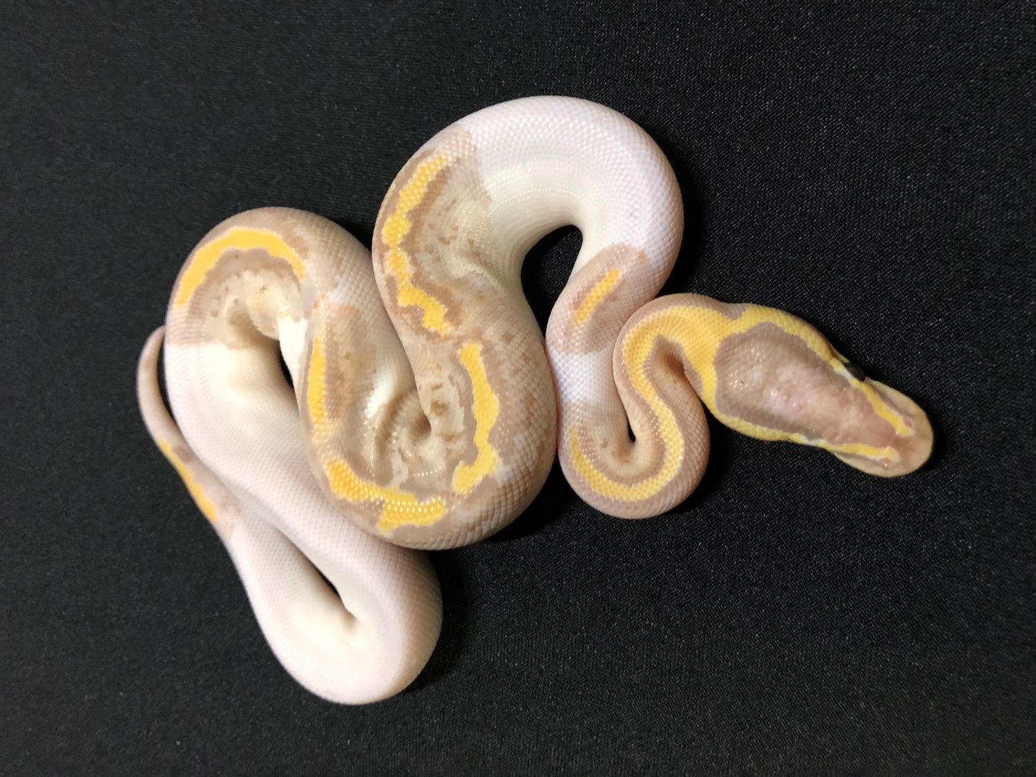 Pied Banana Ball Python by RMsNightstalkers - MorphMarket