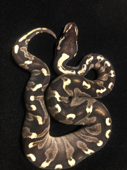 Super Ghi Black Pastel Bongo Ball Python by RMsNightstalkers