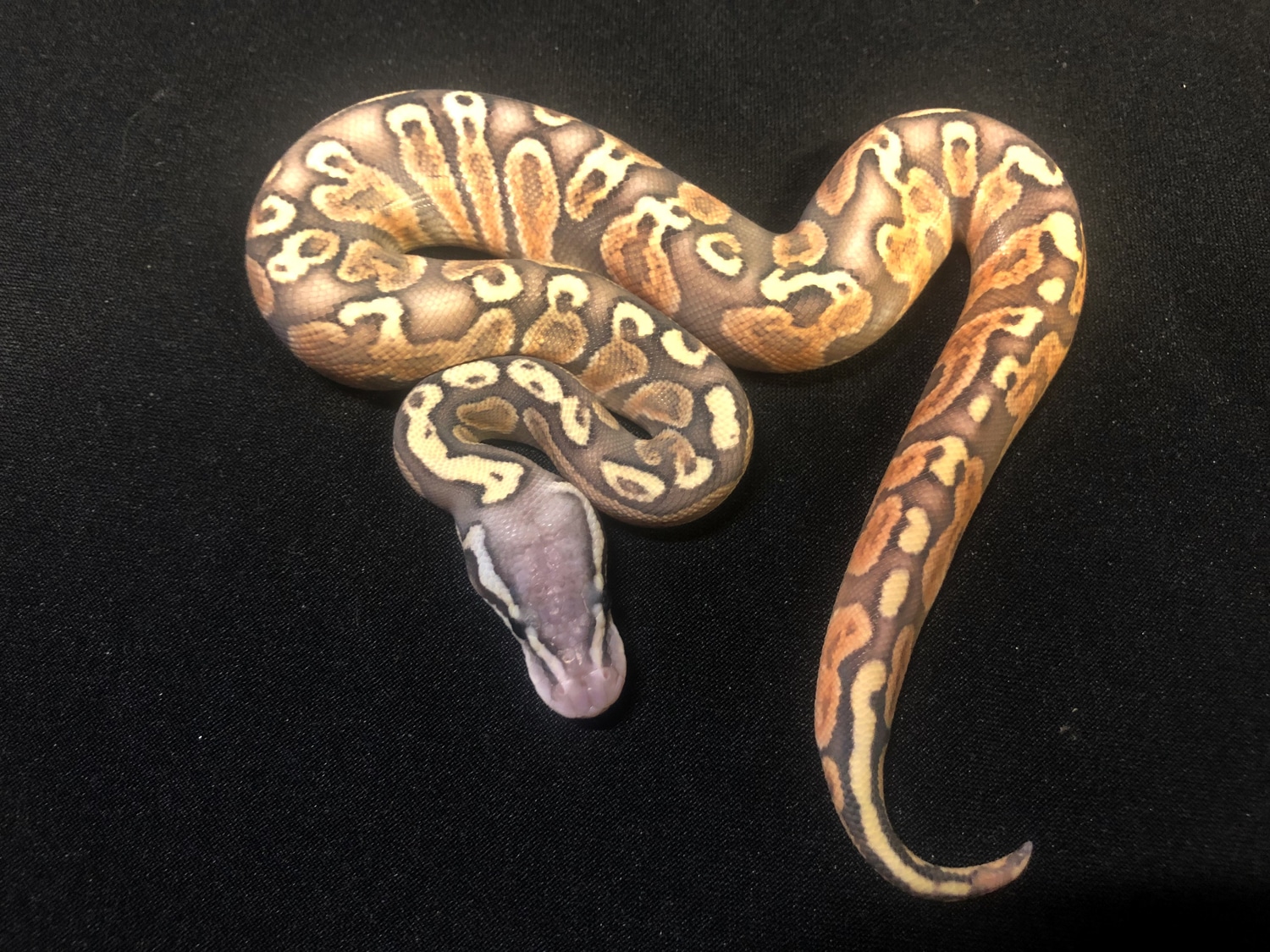 Ghi Enchi Pastel Ghost Ball Python by RMsNightstalkers - MorphMarket