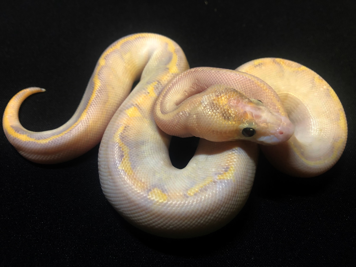 Ivory Ghi Leopard Fire Het Clown Ball Python by RMsNightstalkers ...