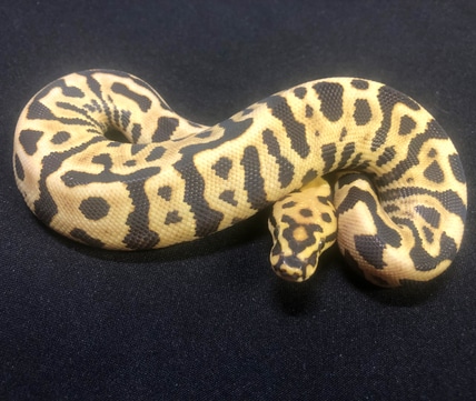 Batman Enchi Fire Od Yb Ball Python by RMsNightstalkers - MorphMarket