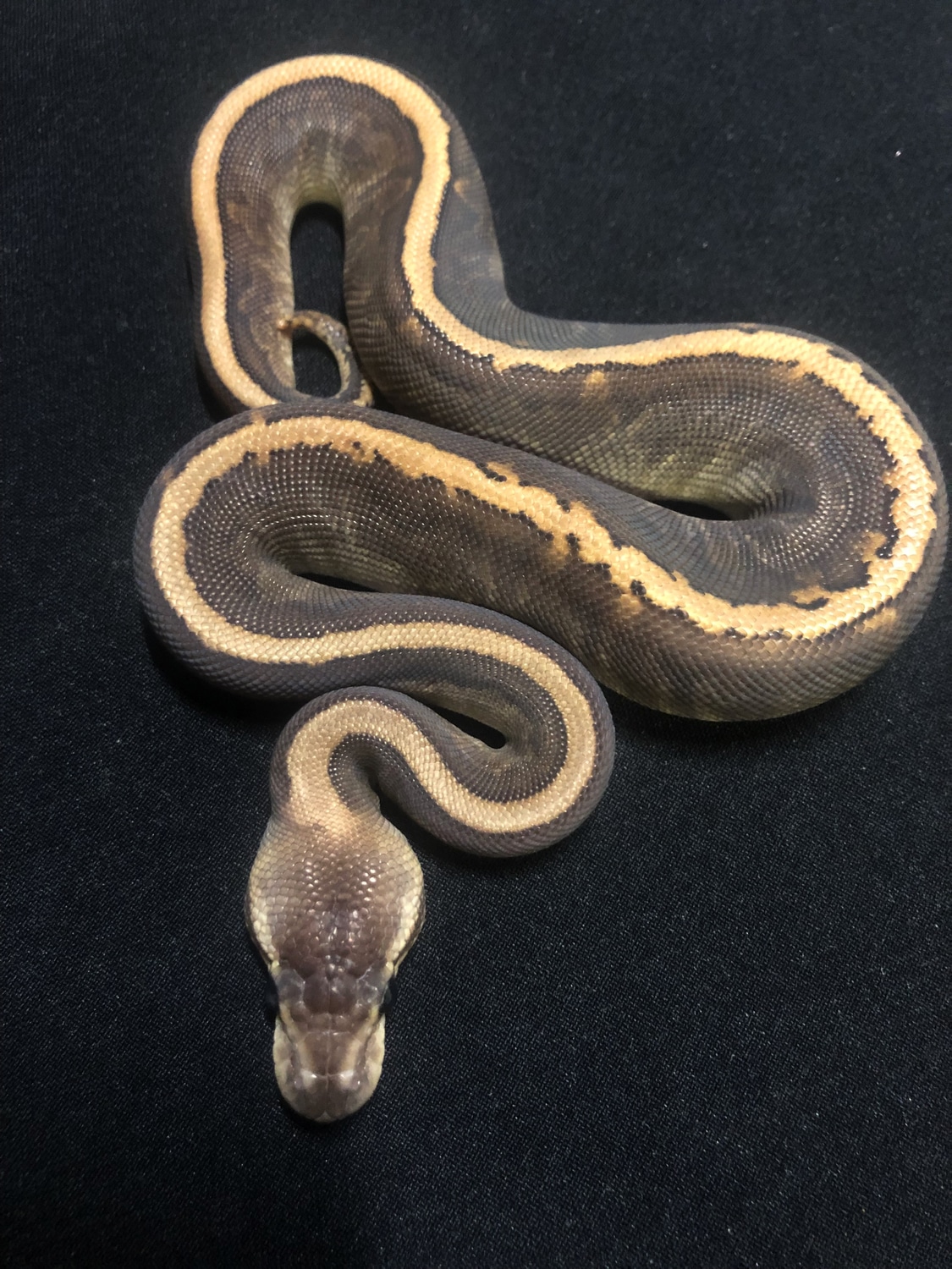 Ghi Black Pastel Pinstripe Yb Het Clown Ball Python by RMsNightstalkers ...