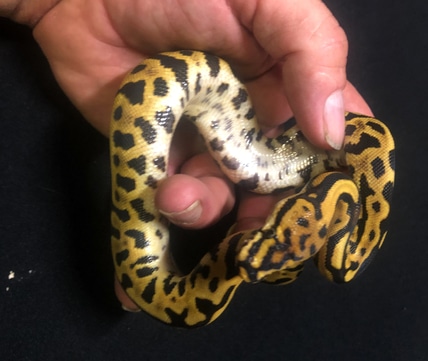 Batman Enchi Fire Od Yb Ball Python by RMsNightstalkers - MorphMarket